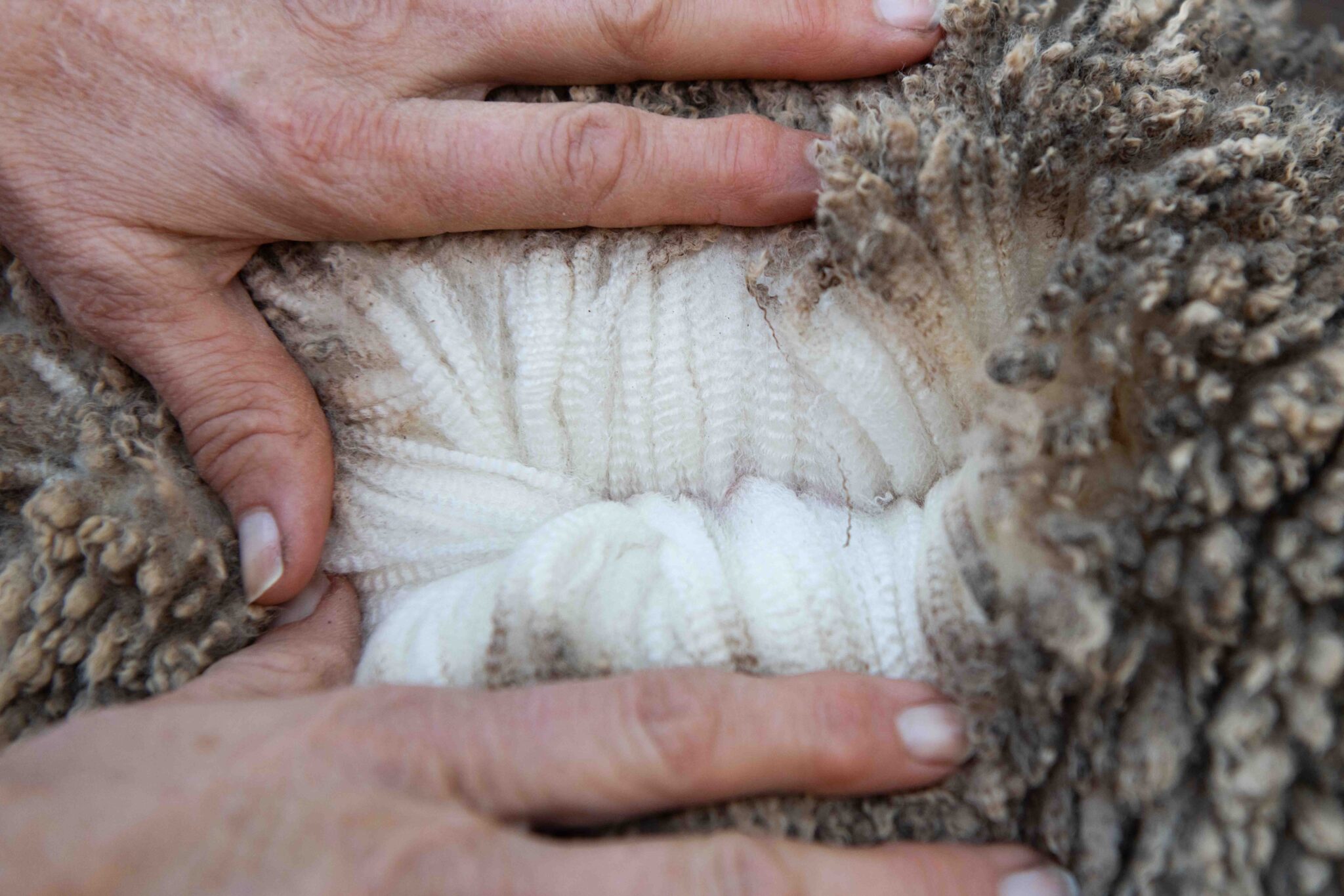 Meet Jill Baldwin of Bundilla Poll Merino stud in Young, NSW